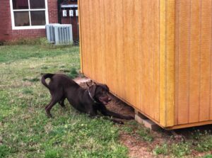 The History Of Cadaver Dogs - A Life of Dogs