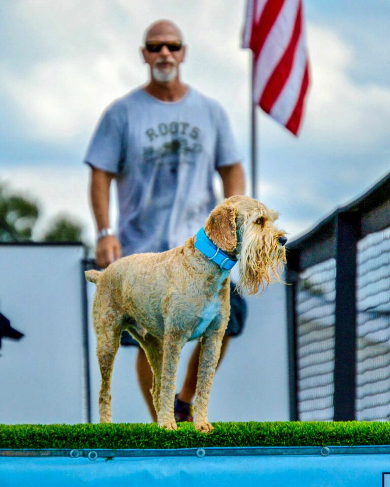 Dock Diving: What You Need To Know - A Life of Dogs